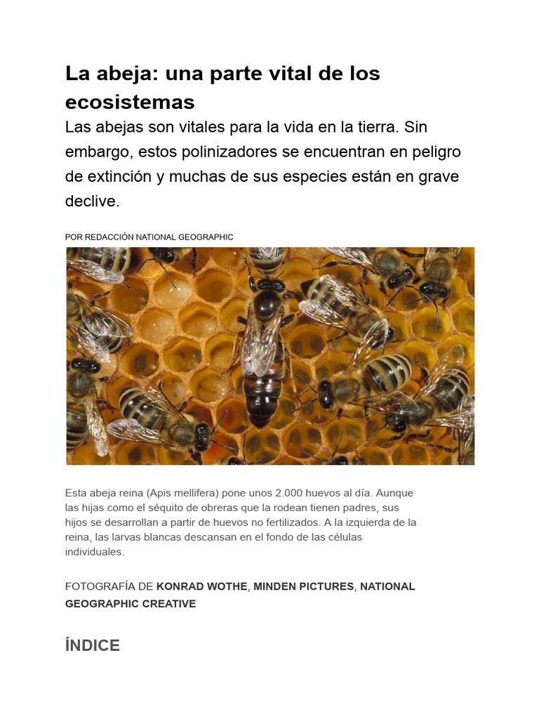 Las Abejas | PDF | Western Honey Bee | Colmena
