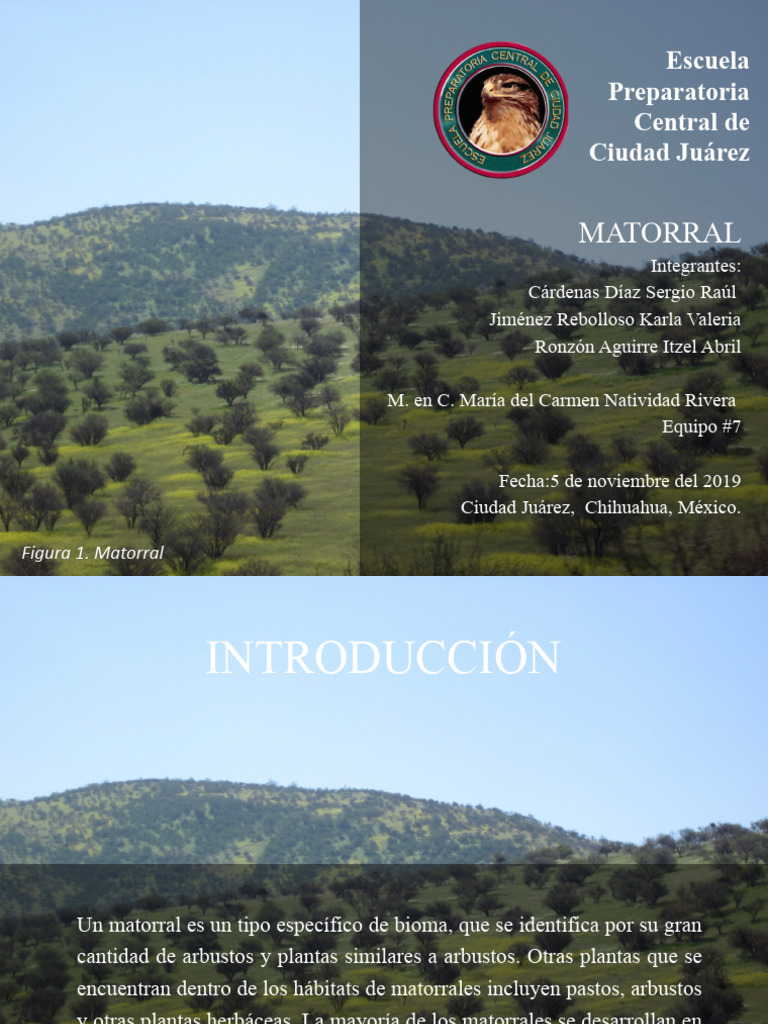 Equipo7 Matorral 5B | PDF