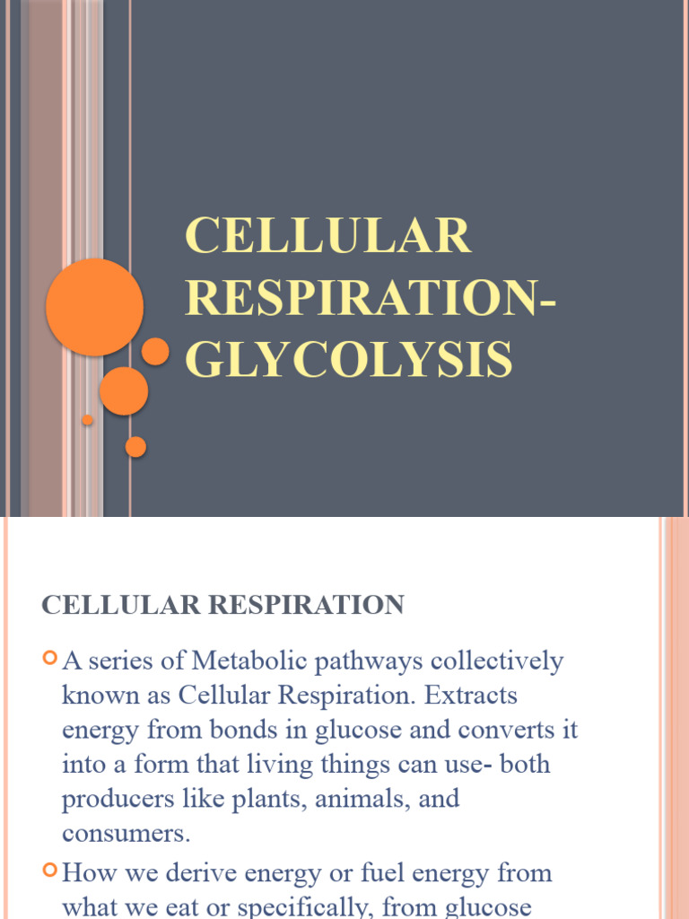 Cellular Respiration Glycolysis | PDF | Glycolysis | Cellular Respiration