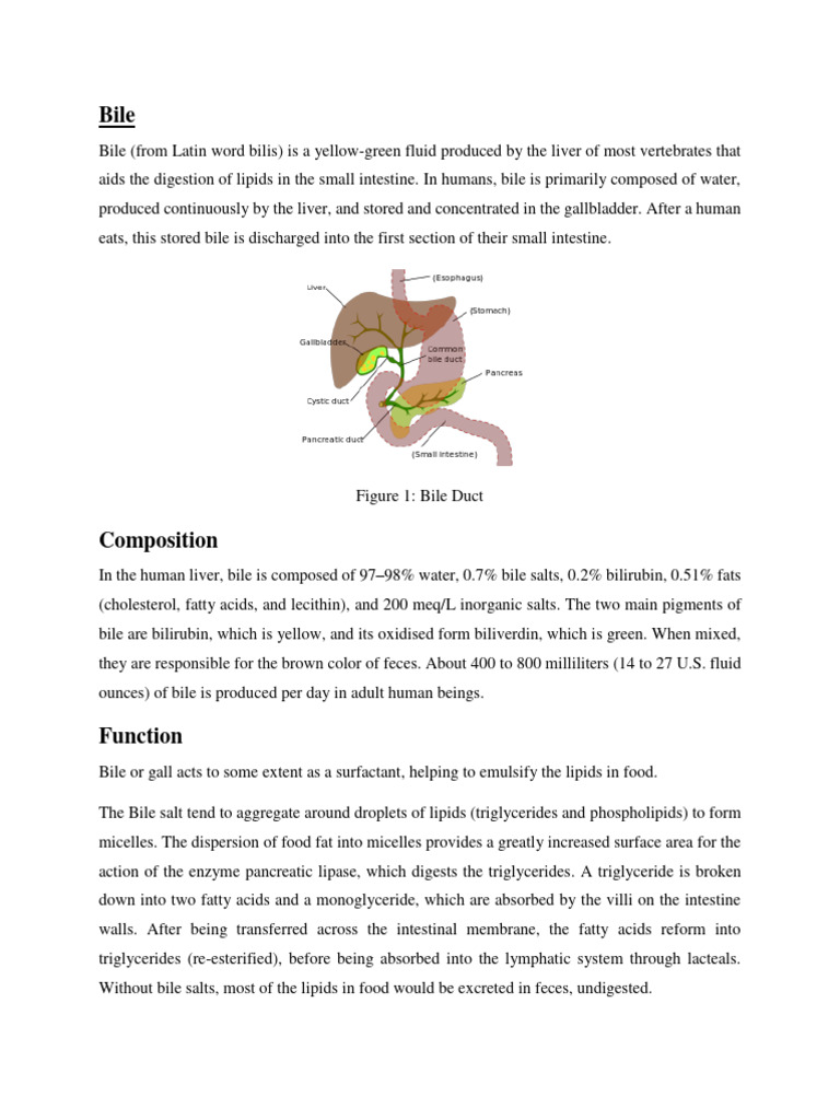 Function of Duodenal Juice & Bile | PDF | Bile | Digestive System