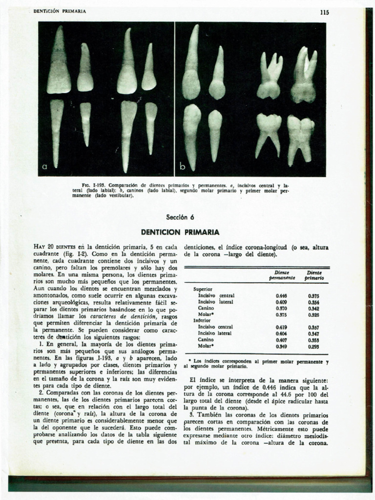Dentición Primaria | PDF