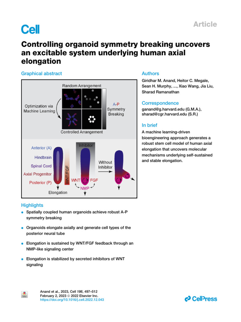 Controlling Organoid Symmetry Breaking Uncovers An Excitable System ...