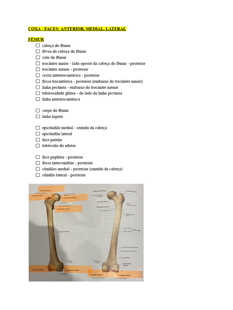Anatomia e Punção da Coxa e Fêmur | PDF | Artéria | Joelho