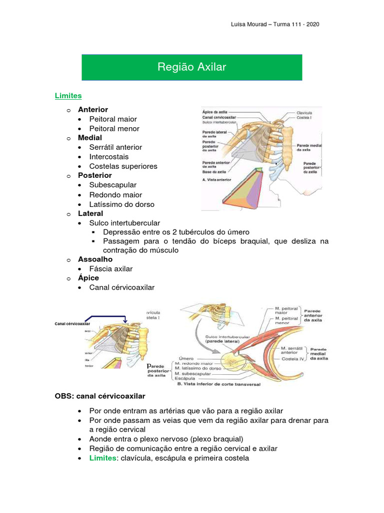 Aula 12 - Região Axilar | PDF