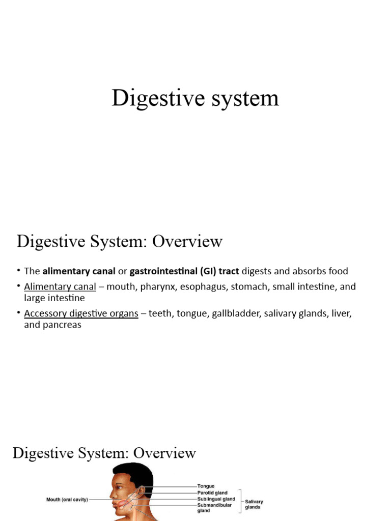 Digestive System | PDF