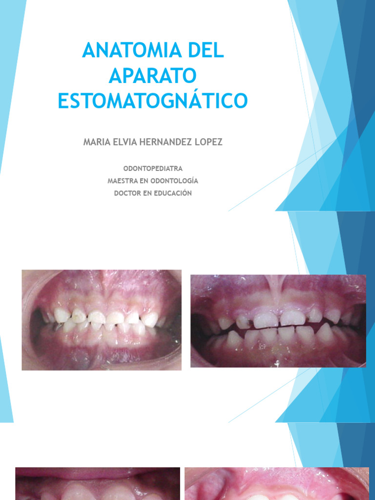 Anatomia Del Aparato Estomatognático | PDF | Odontología | Diente