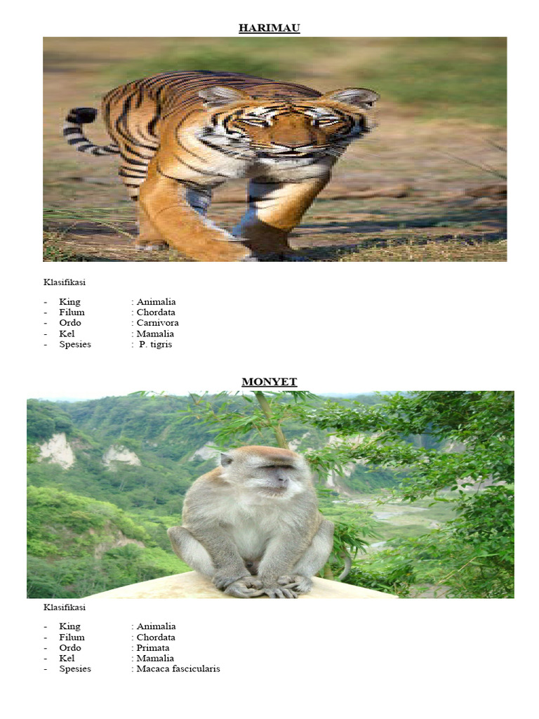 Kingdom Animalia | PDF