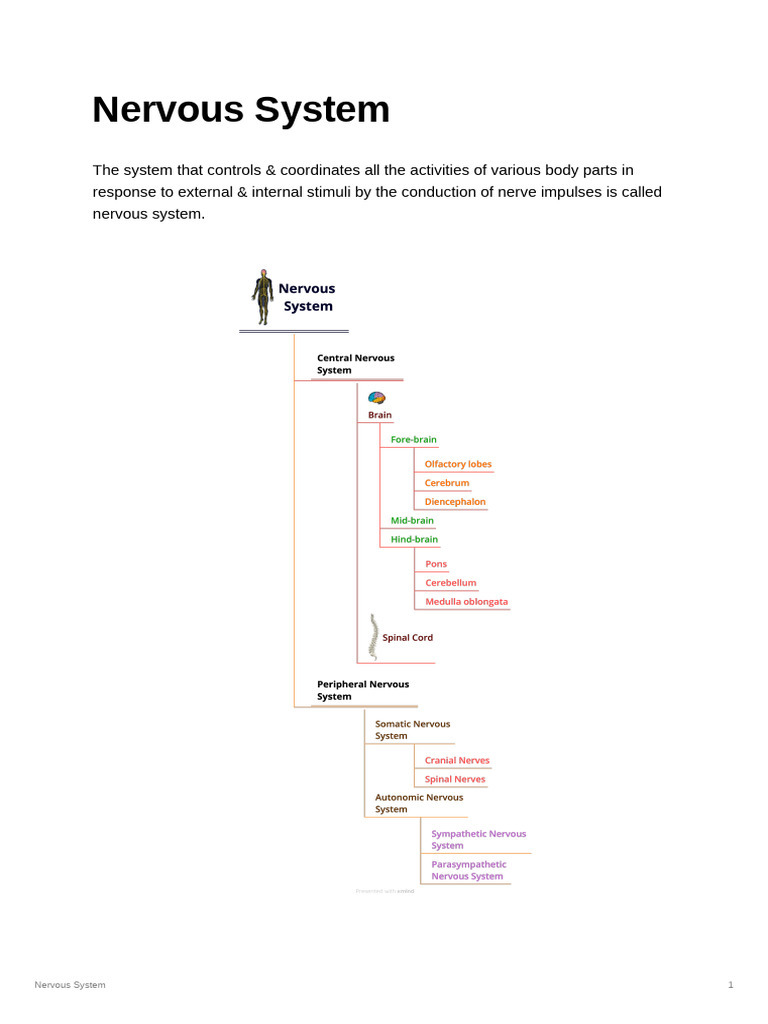 ICSE Class X Nervous System Notes | PDF | Cerebrum | Axon