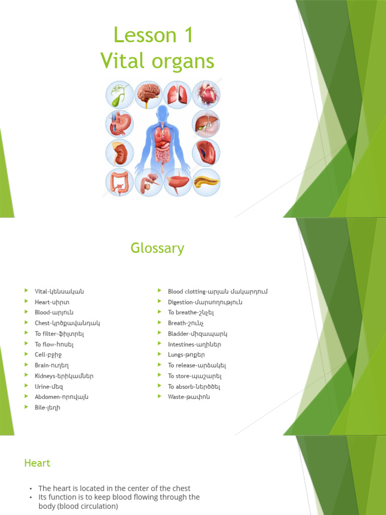 Vital Organs | PDF