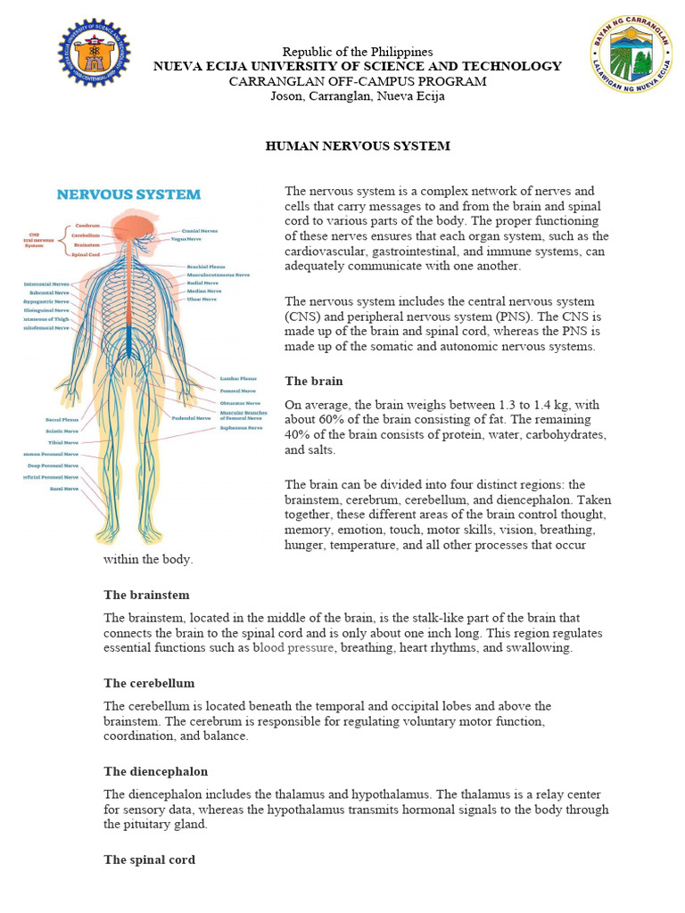 Nervous System 1 | PDF | Nervous System | Central Nervous System