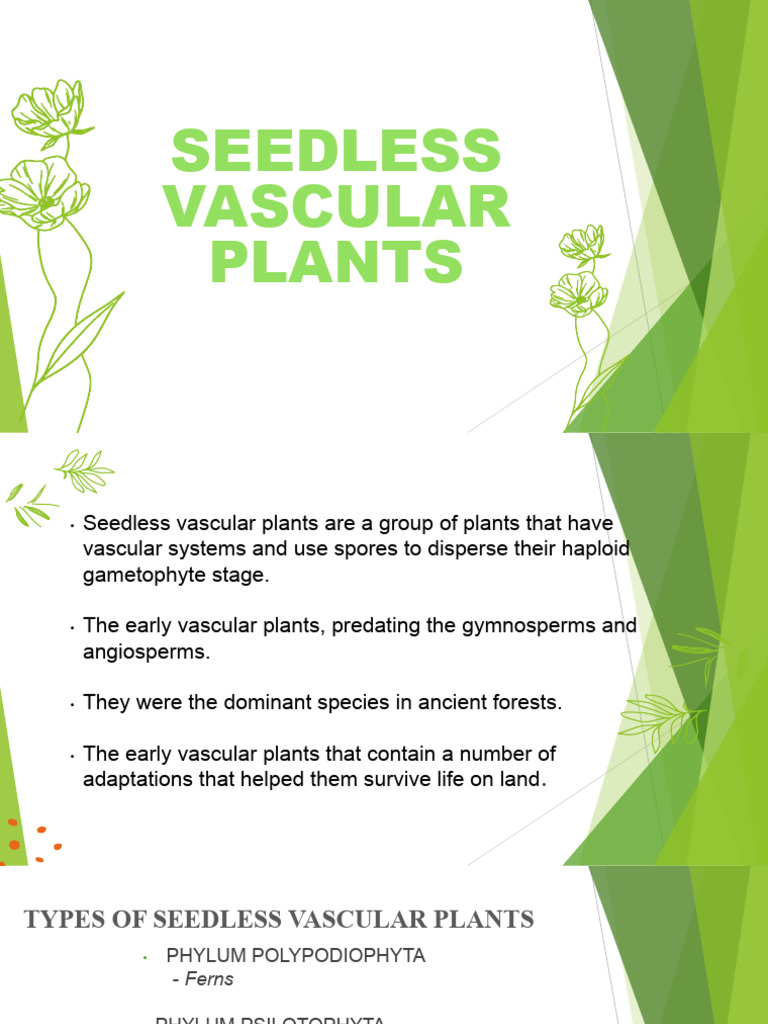 Seedless Vascular Plants 1 | PDF | Fern | Tissue (Biology)