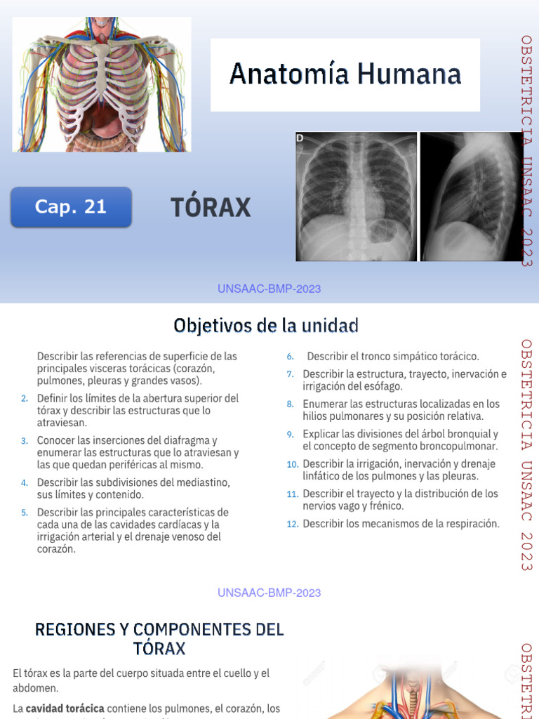Anatomia Humana Cap 20 Anatomía Del Torax | PDF | Tórax | Morfología ...