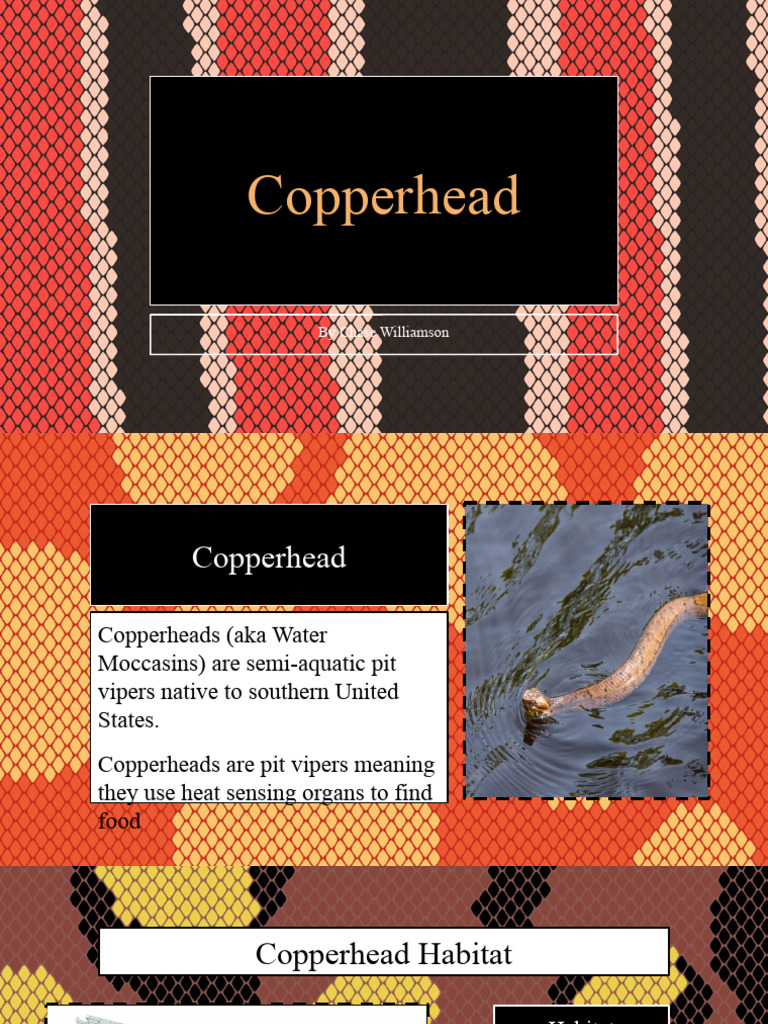 Snake Skin Pattern Minitheme by Slidesgo | PDF | Snake | Predation