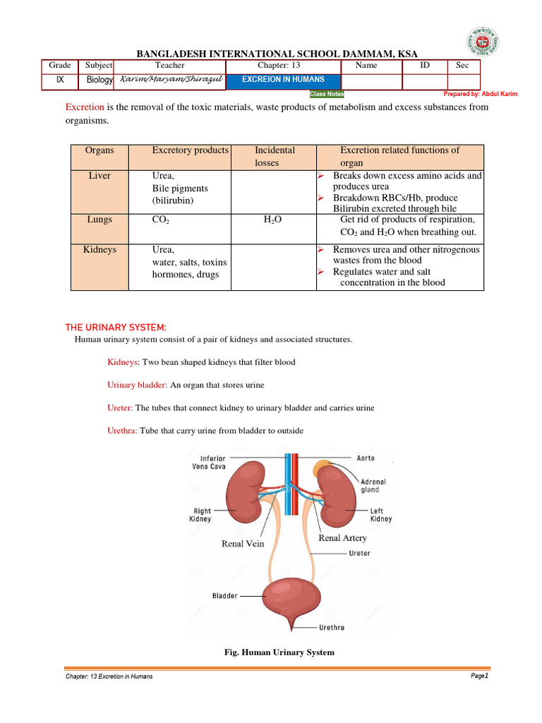 Excretion in Humans IX NOTES | PDF | Kidney | Organ (Anatomy)