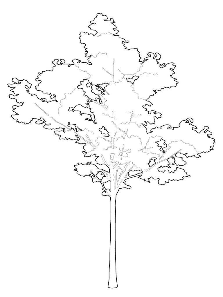 Small Maple Tree Trees 102 Pimpmydrawing | PDF