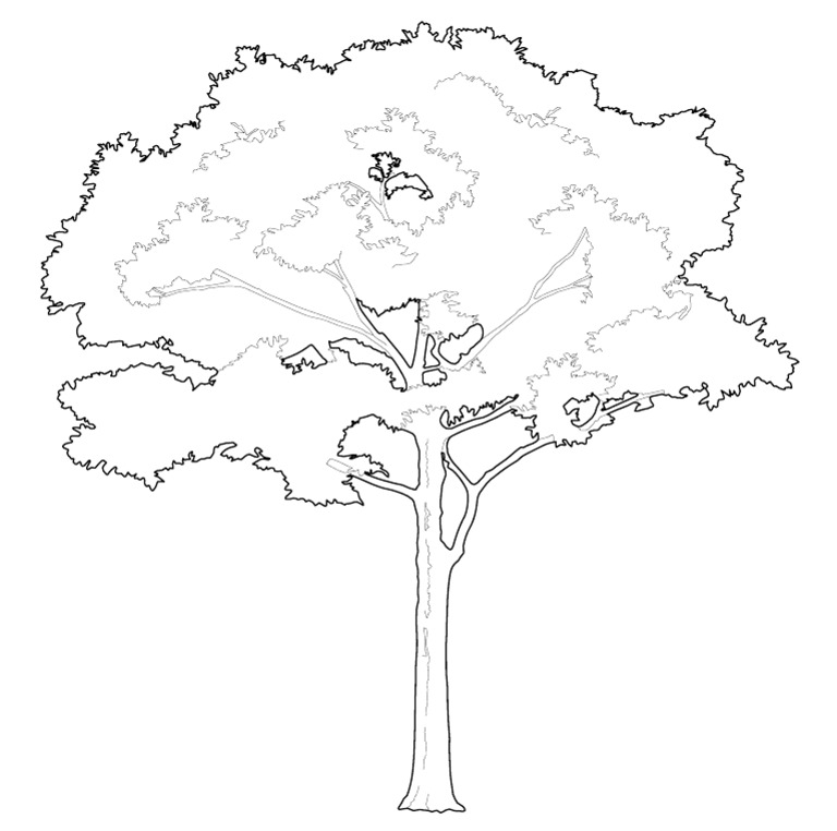 Proud and Tall Tree 2d Trees 103 Pimpmydrawing | PDF