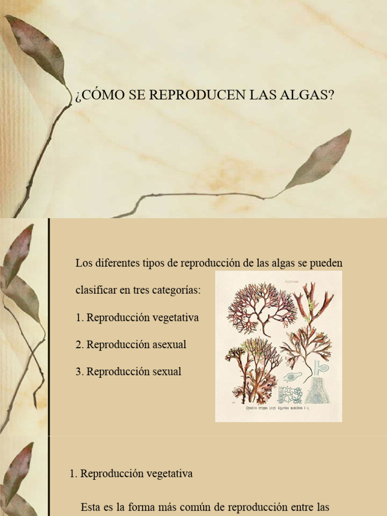 Reproducción en Las Algas | PDF | Mitosis | Espora
