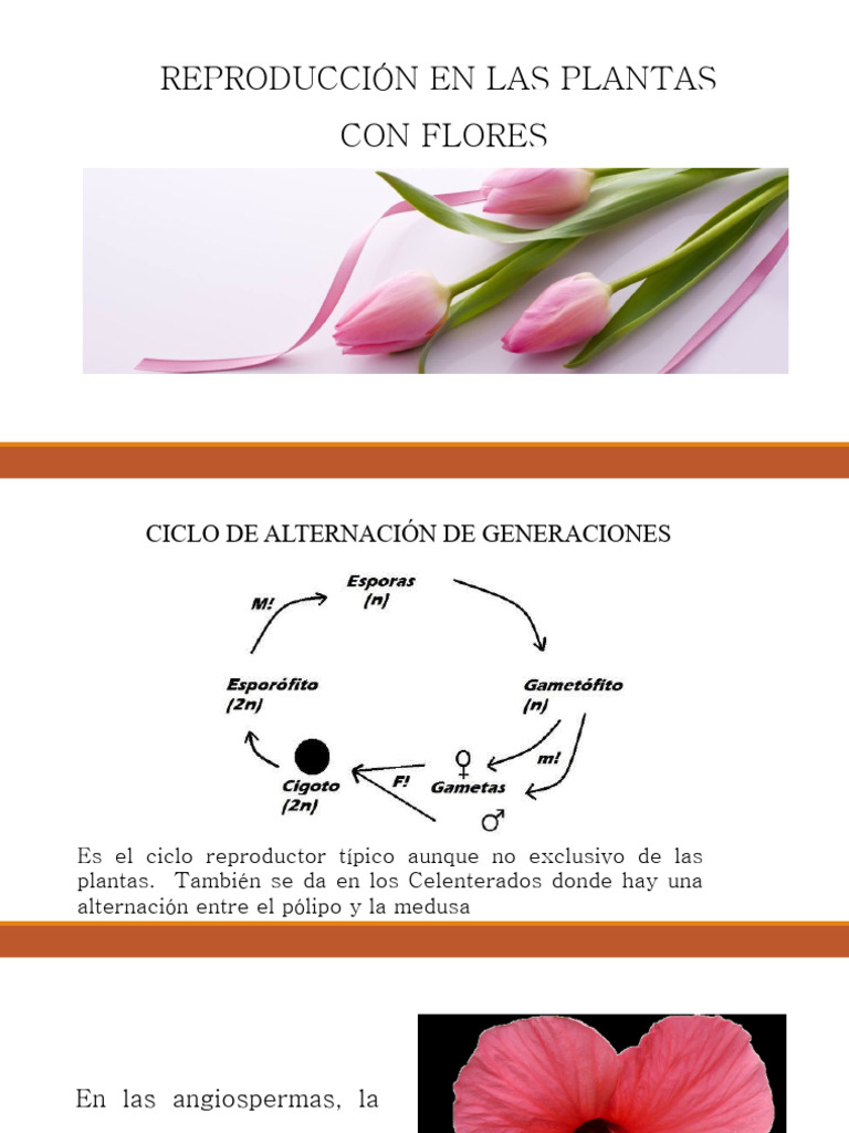 Ciclo de Reproducción en Plantas con Flores | PDF | Fruta | Flores