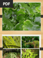 Morfología de Las Algas | PDF