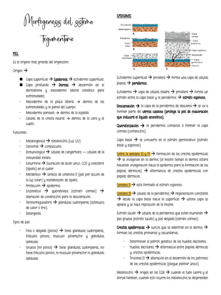Morfogenesis Del Sistema Tegumentario. | PDF | Epidermis | Piel