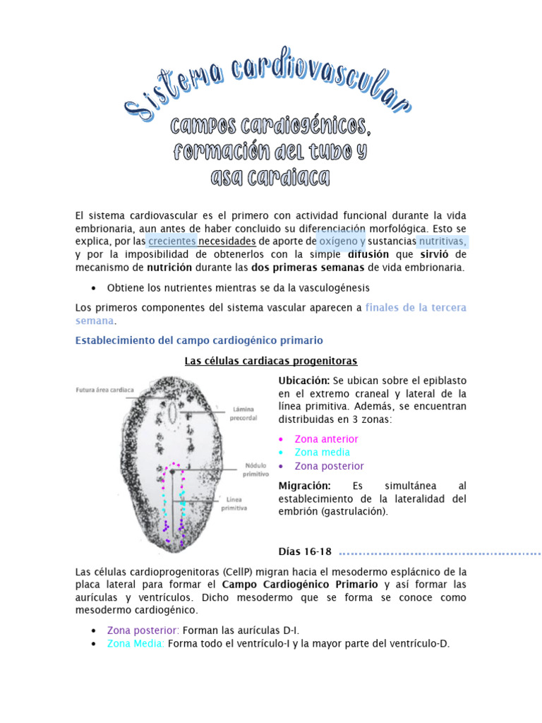 Desarrollo del sistema cardiovascular embrionario | PDF | Corazón ...