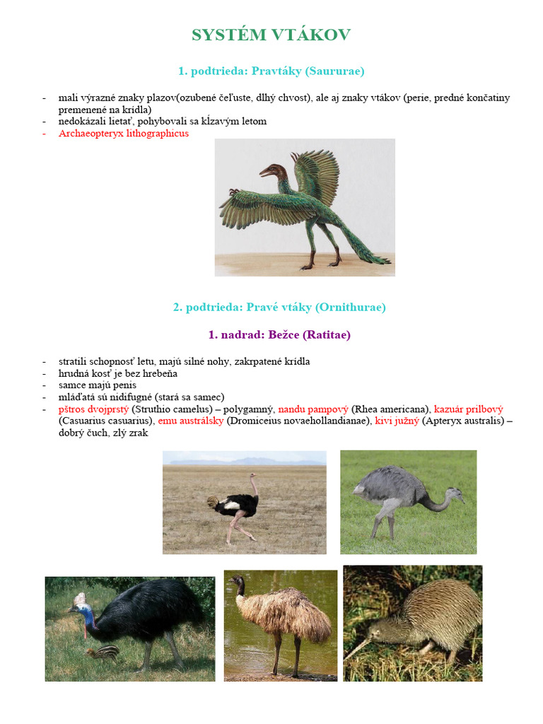 Stavovce - Vtáky II | PDF