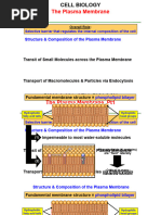 Plasma Membrane Presentation | PDF | Cell Membrane | Cell (Biology)