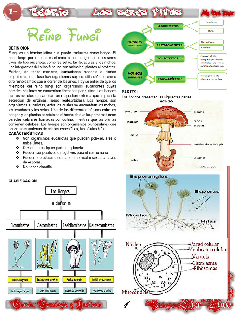 Características y clasificación del Reino Fungi | PDF | Hongo | Organismos