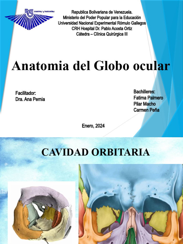 Anatomia Del Globo Ocular | PDF