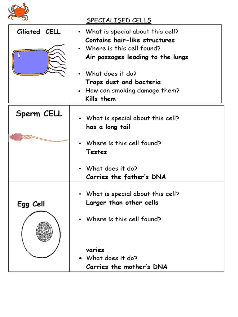 Specialised Cells Ws M | PDF