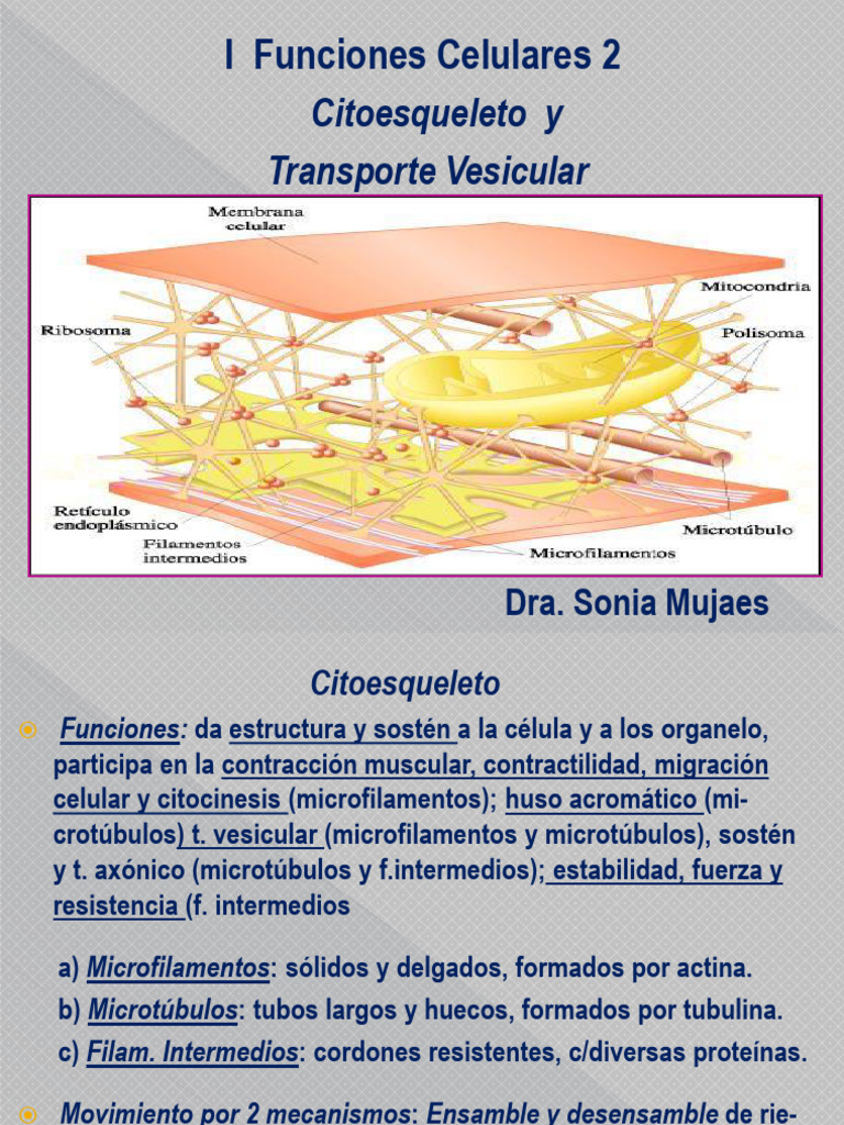 UNIDAD II. F. Celulares. Citoesqueleto y Transporte Vesicular 2023 | PDF | Microtúbulos | Actina