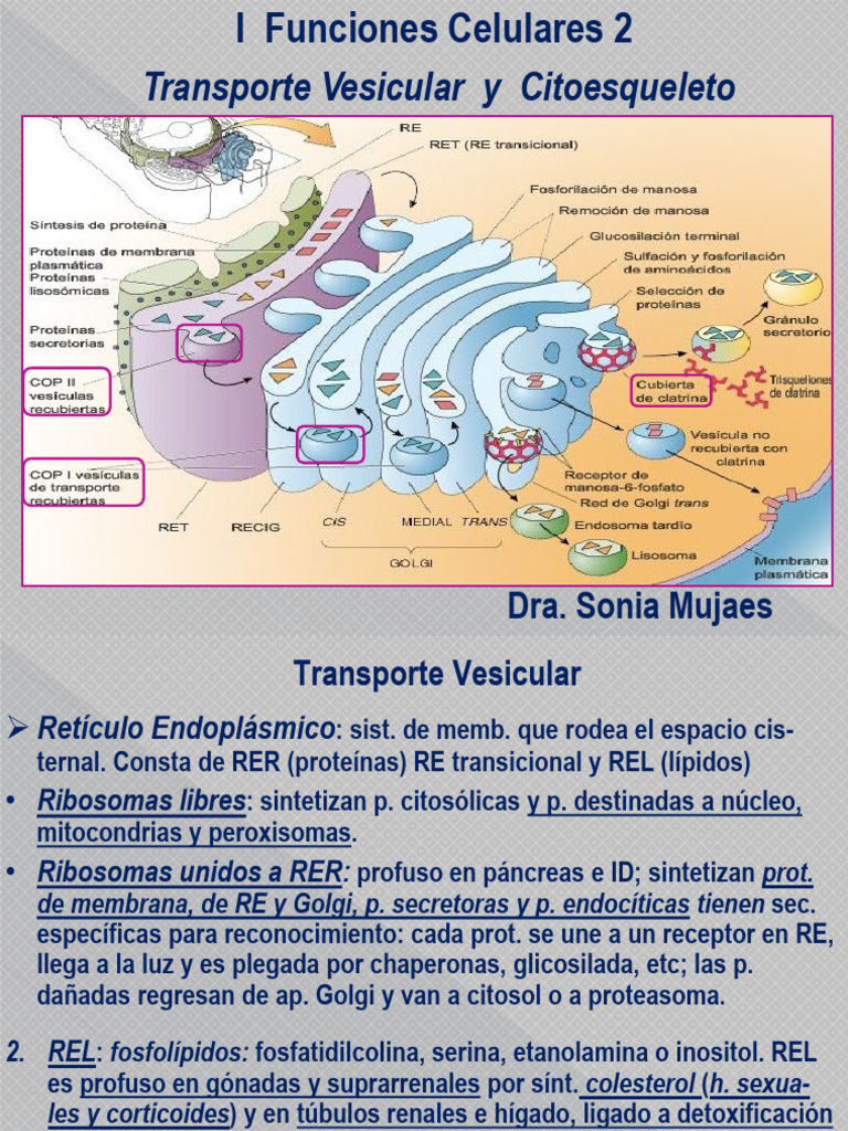 Transporte Vesicular y Vesículas Celulares | PDF | Actina | Microtúbulos