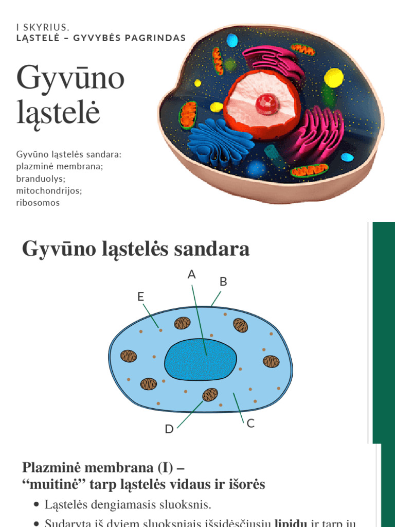 Biologija 9. Gyvūno Ir Augalo Ląstelės | PDF