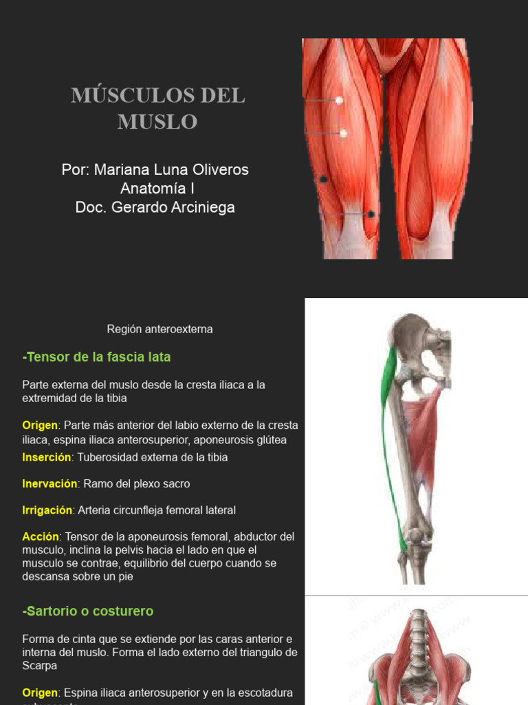 Diapos Musculos Del Muslo | PDF | Tejido suave | Anatomía del miembro inferior