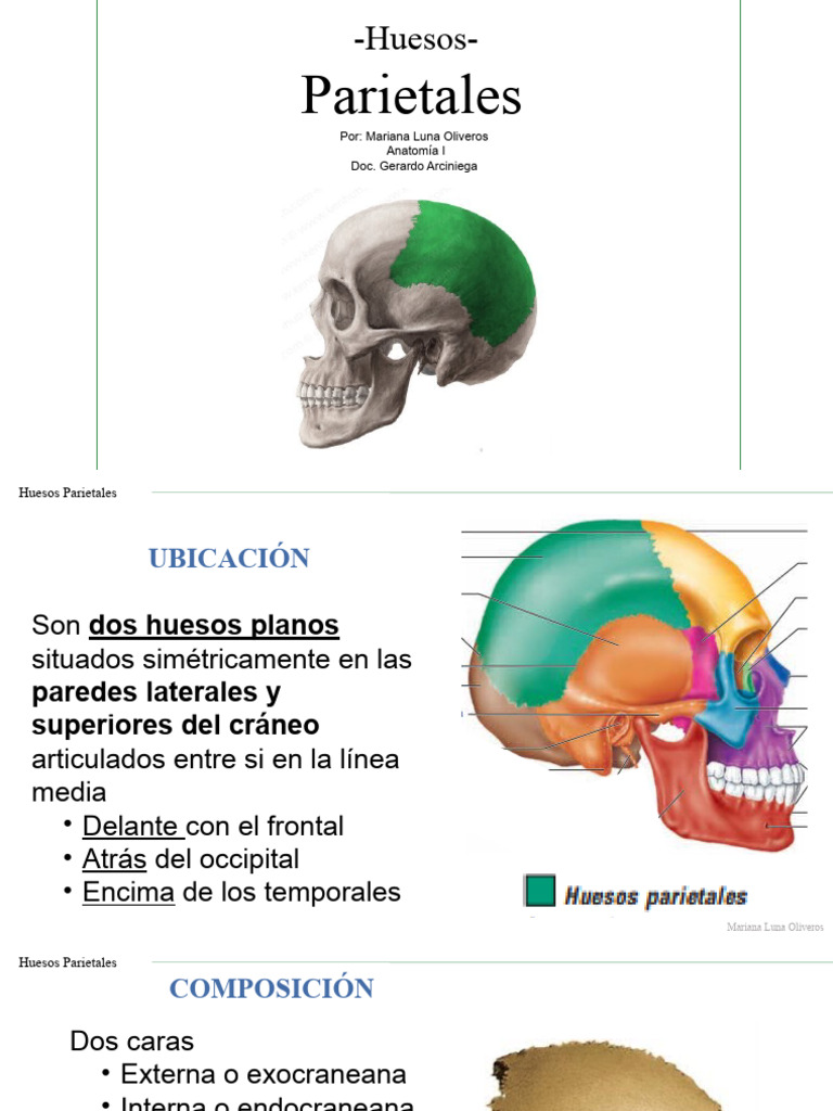 Diapos Parietales | PDF | Cráneo | Cabeza y cuello humanos