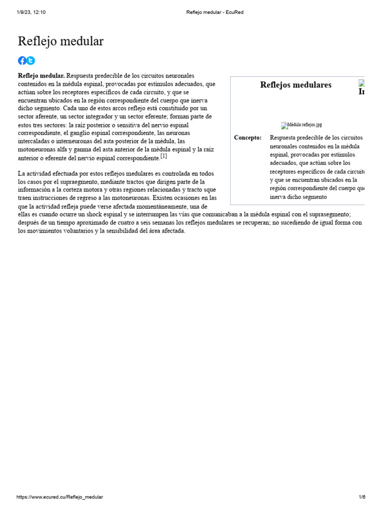 Reflejo Medular | PDF | Neurona | Músculo esquelético
