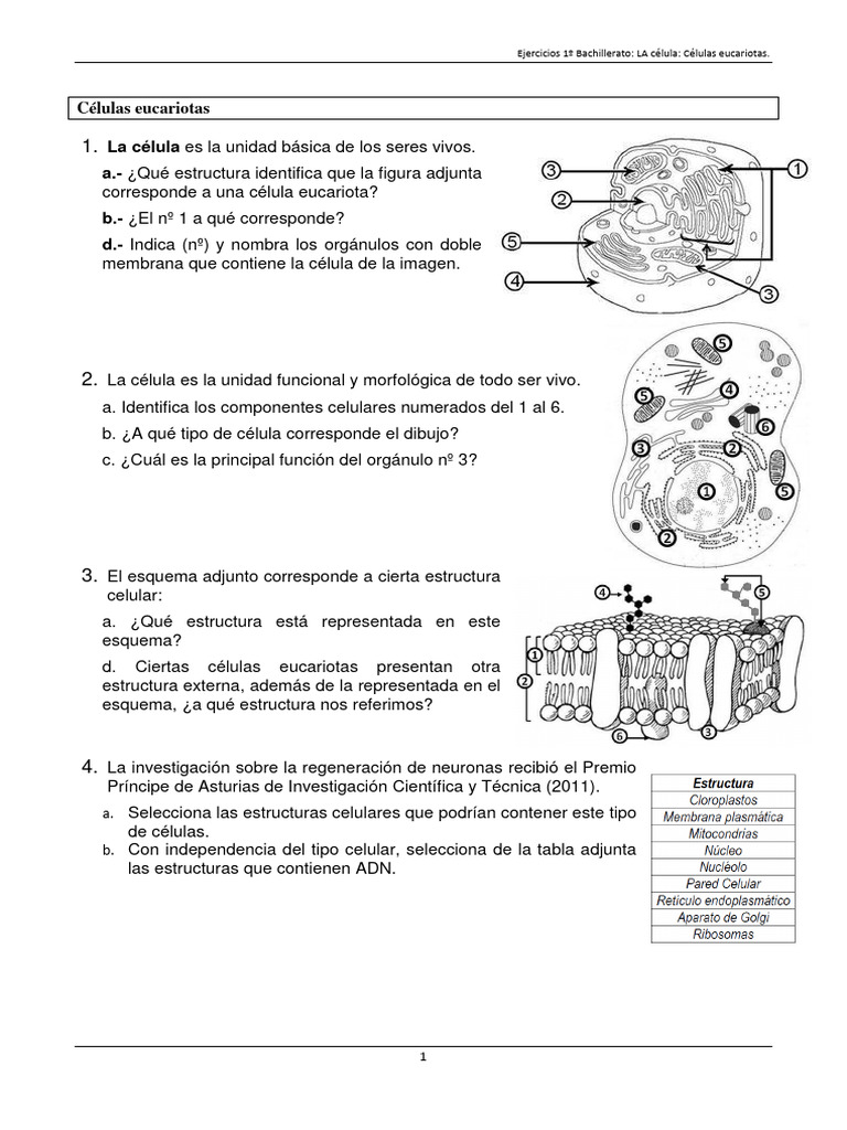 La Célula 02-Céluas Eucariotas | PDF | Biología Celular) | Eucariotas