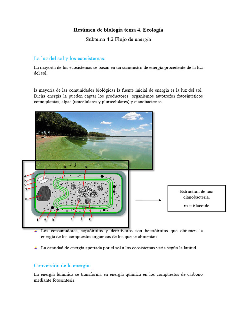 Flujo de Energía en Ecosistemas: Biología | PDF | Red alimentaria ...