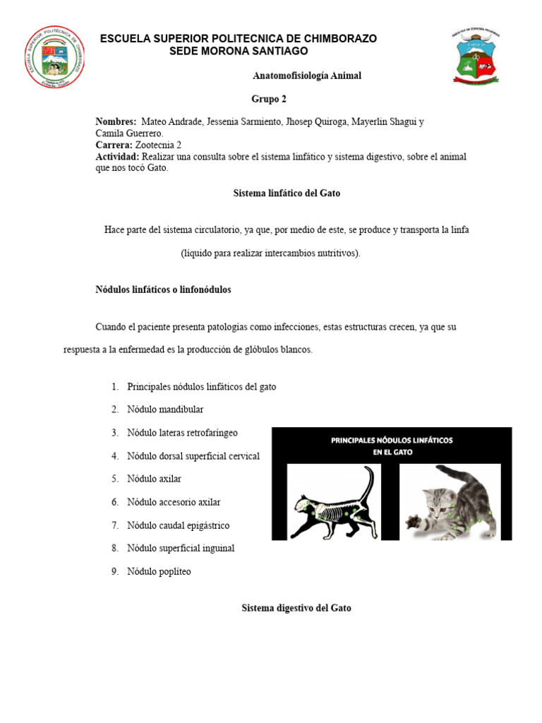 Sistema Linfático y Digestivo Del Felino | PDF | Sistema digestivo ...