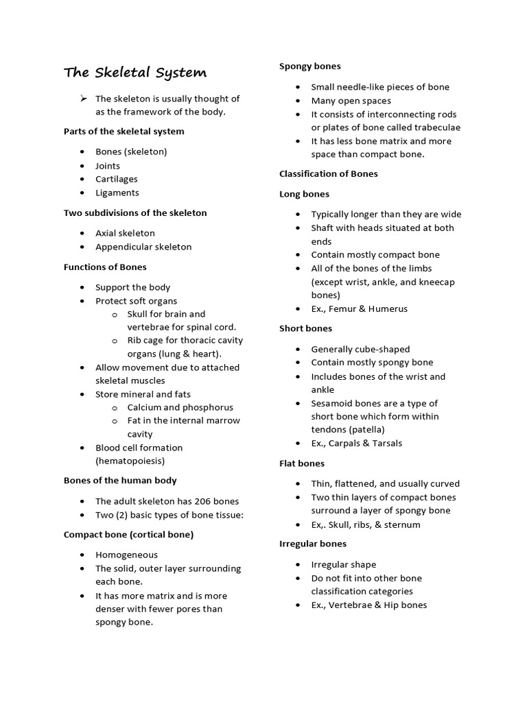 The Skeletal System Pdf Vertebra Bone