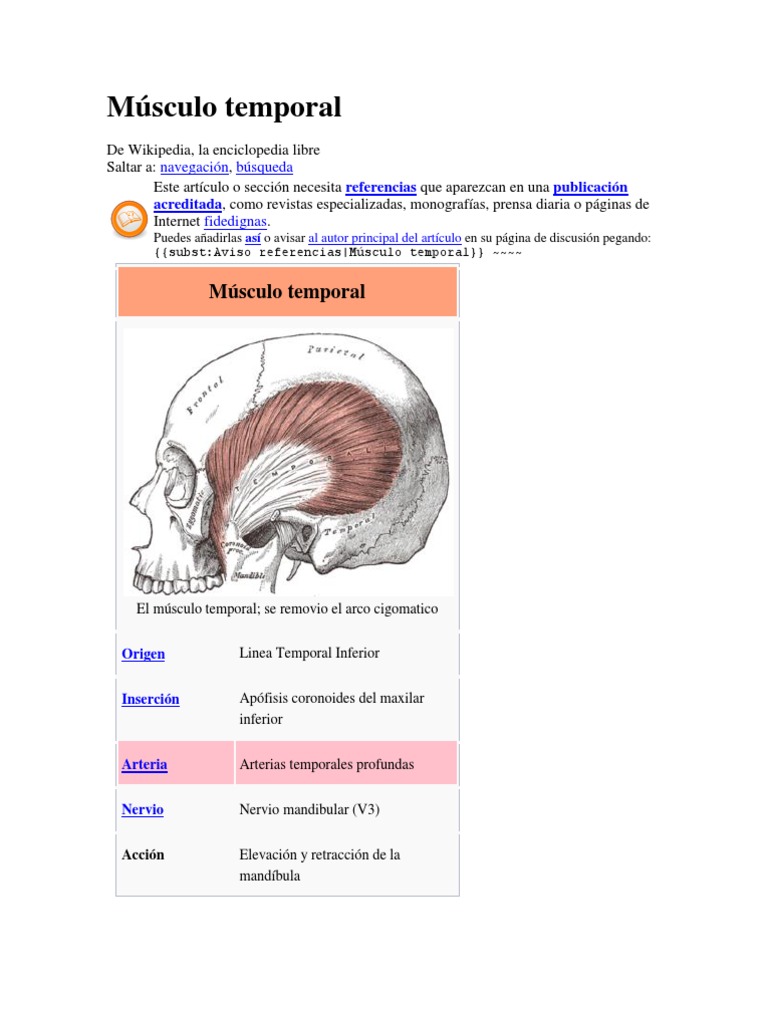 Músculo Temporal | PDF | Anatomía humana | Anatomia animal