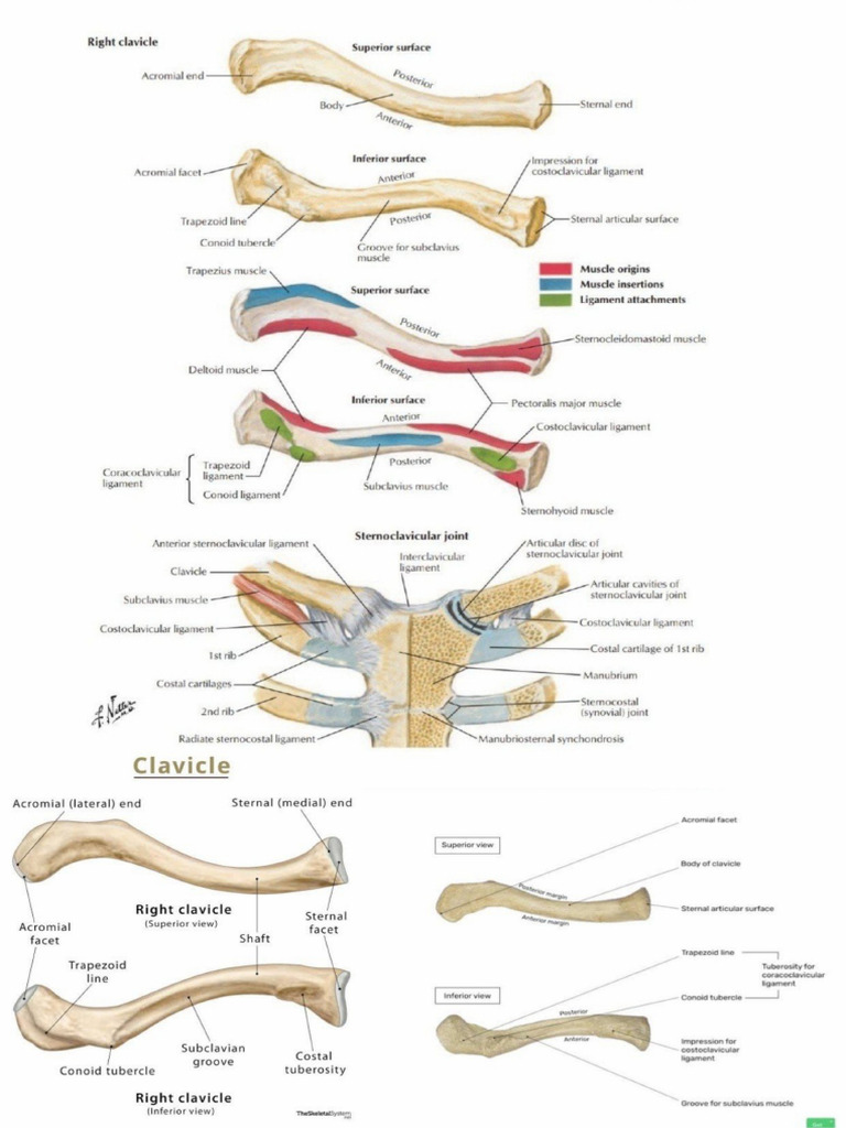 Clavicle Bone. | PDF