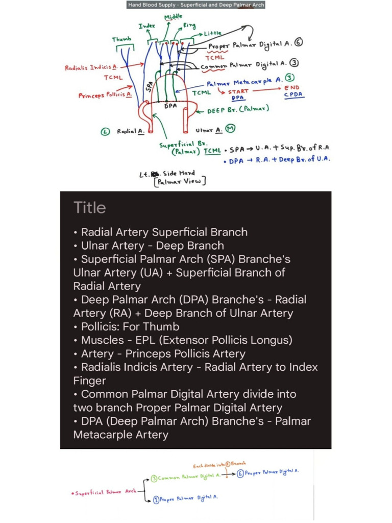 Superficial and Deep Palmar Arch | PDF