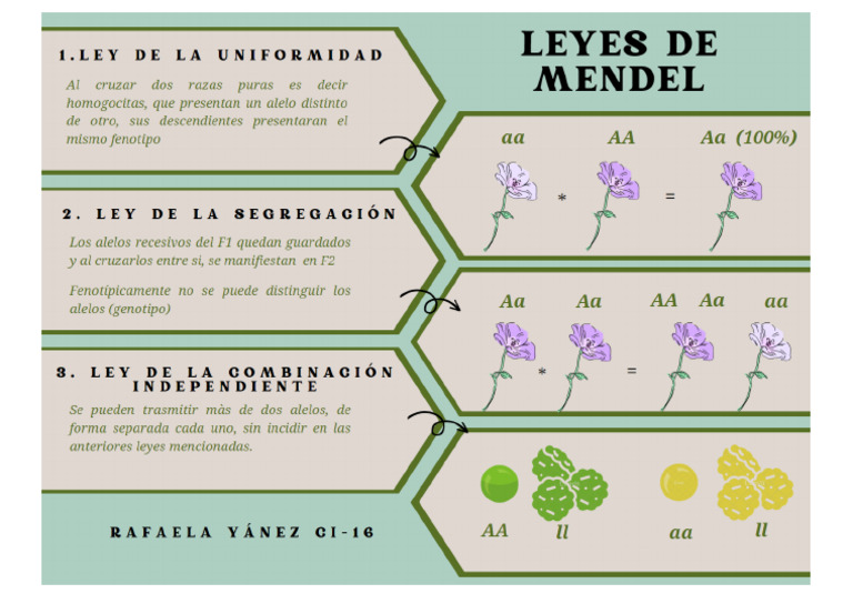 Leyes de Mendel | PDF
