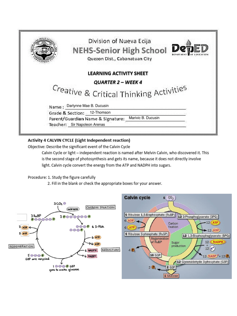 Edited Activity 1 8 3 | PDF | Cellular Processes | Metabolism