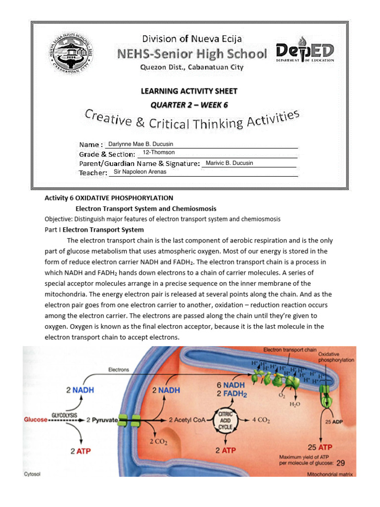 Edited Activity 1 8 5 | Download Free PDF | Electron Transport Chain | Cellular Respiration
