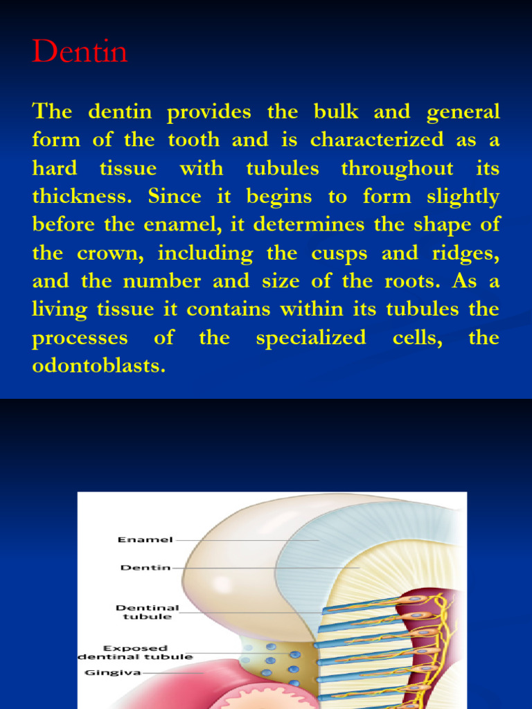 Dentin | Download Free PDF | Dentin | Tooth