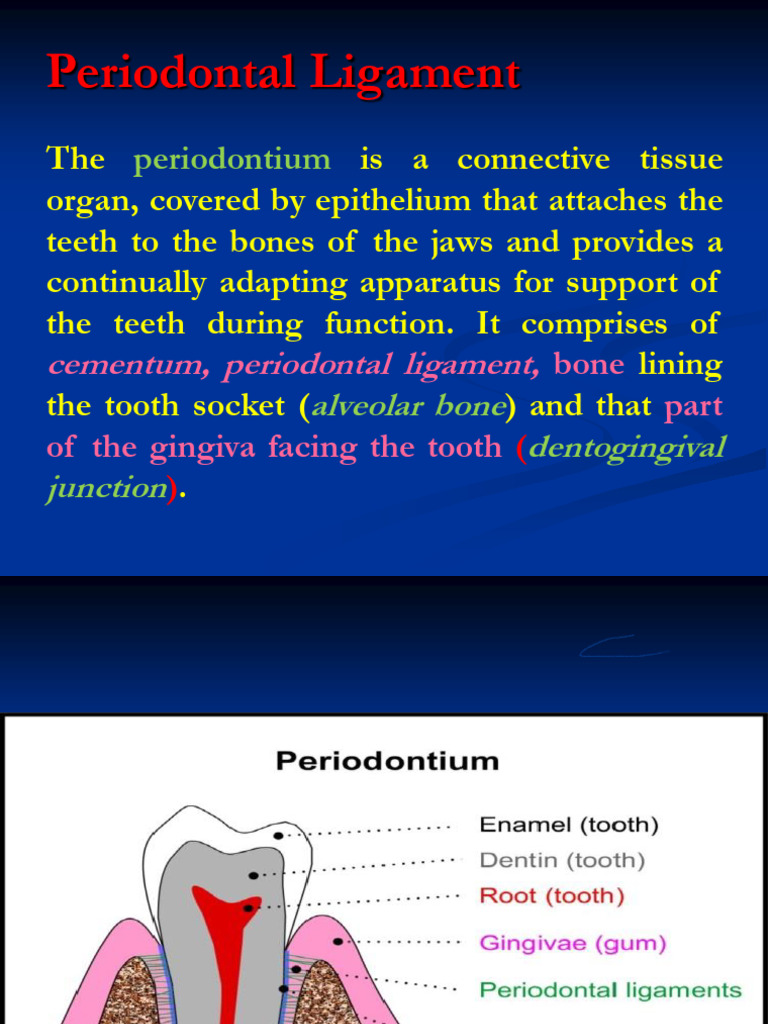 .Periodontal Ligament | PDF | Human Tooth | Collagen