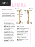 Anatomía del Cúbito: Estructura y Función | PDF | Codo | Extremidades ...