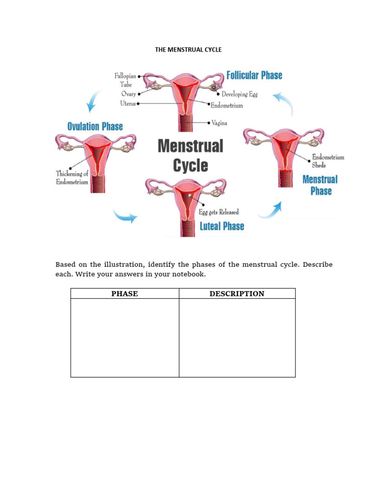 The Menstrual Cycle | PDF